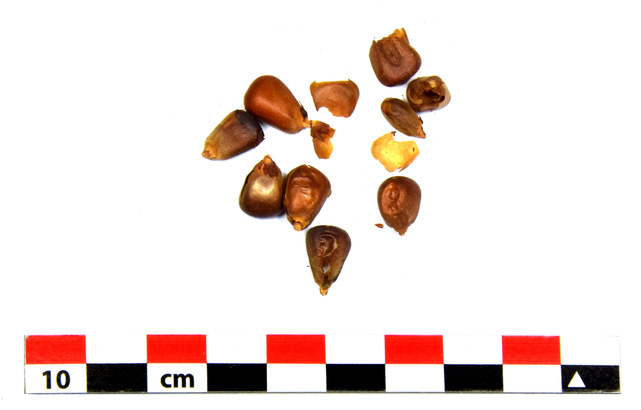 Prior To European Contact Maize In The Central Andes Was Bred To Be ...